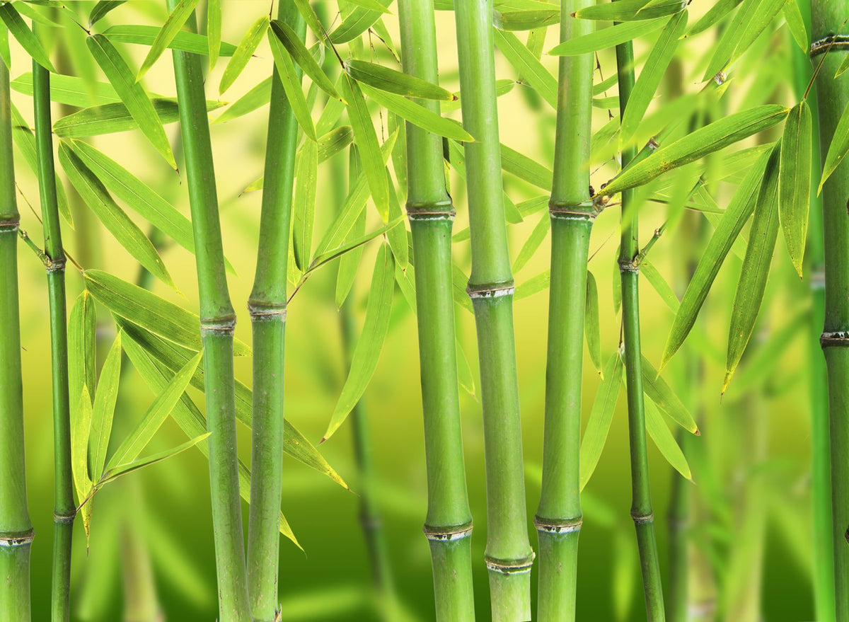 Essential Oil Bamboo Dry Wipes | Functional Botanicals